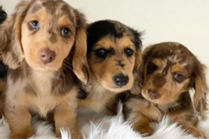 What Is A Dapple Dachshund? (COMPLETE Guide To The Breed)
