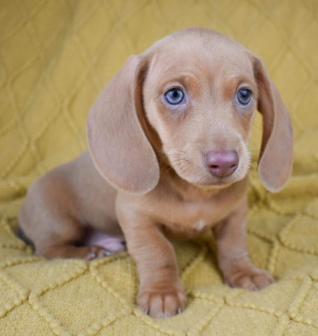 What Is An Isabella Dachshund? (COMPLETE Guide To Breed)